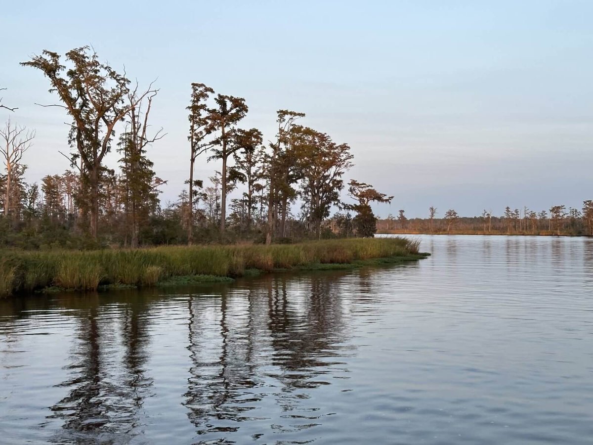 Sledge Forest | Land Conservation North Carolina | Unique Places to Save