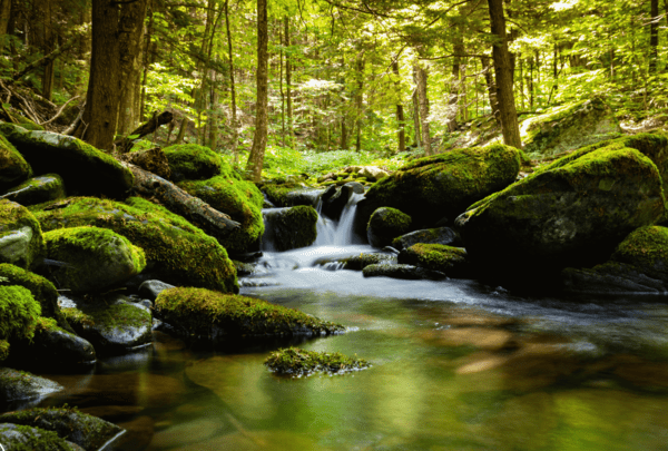 Rivers Through the Seasons: A Majestic Journey of Flowing Water